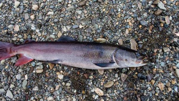 哲罗鱼多少钱一斤_哲罗鱼怎么做好吃-第1张图片-山城妙识