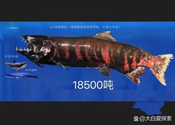 哲罗鱼多少钱一斤_哲罗鱼怎么做好吃-第2张图片-山城妙识