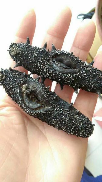 40头干海参一斤价格_多少钱-第2张图片-山城妙识