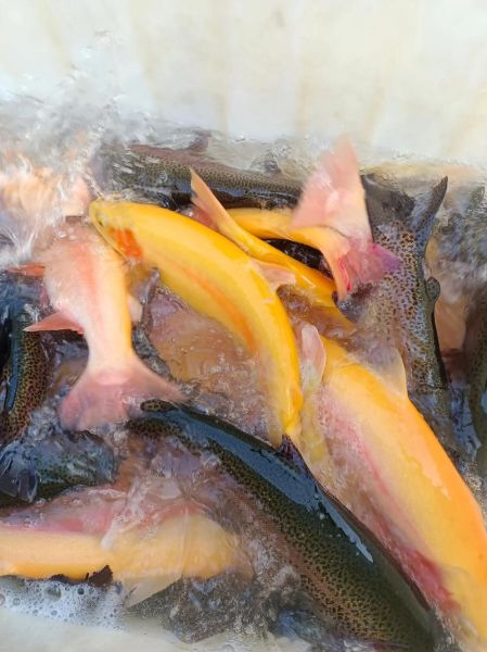 哲罗鱼多少钱一斤_哲罗鱼怎么做好吃-第3张图片-山城妙识