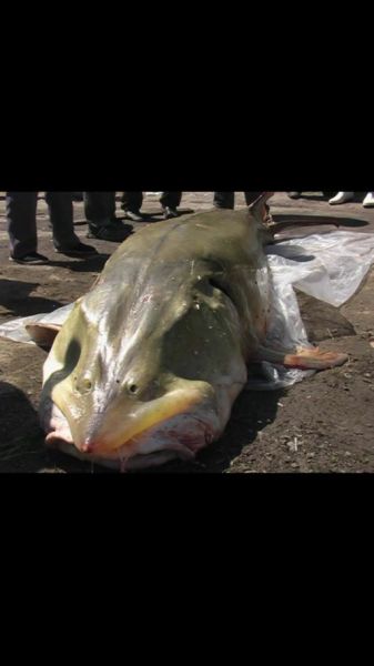 最大的鲟鳇鱼3000斤_它到底有多大-第1张图片-山城妙识 最大的鲟鳇鱼3000斤_它到底有多大-第1张图片-山城妙识