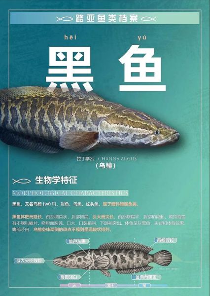 黑鱼有毒吗_黑鱼毒素真相-第1张图片-山城妙识 黑鱼有毒吗_黑鱼毒素真相-第1张图片-山城妙识