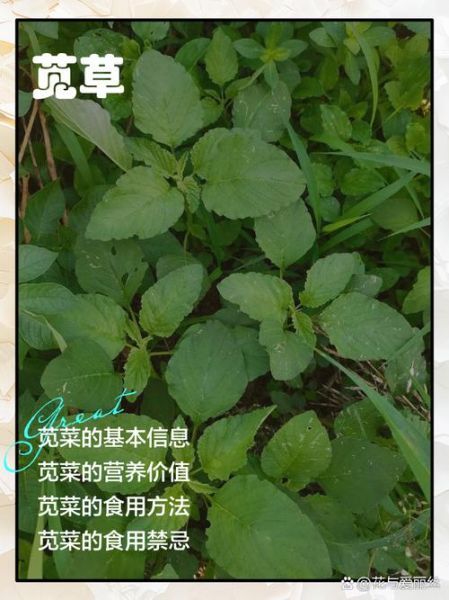 苋菜用不用焯水_焯水后营养会流失吗-第1张图片-山城妙识