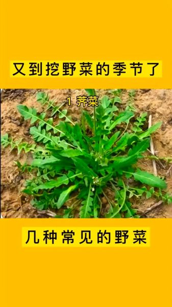 荠荠菜图片功效与作用_荠荠菜怎么吃最营养-第3张图片-山城妙识