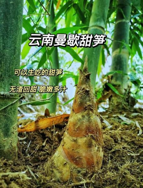 马蹄笋的功效与作用_孕妇能吃吗-第3张图片-山城妙识