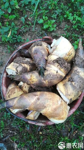 马蹄笋的功效与作用_孕妇能吃吗-第1张图片-山城妙识