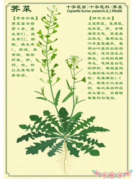 荠荠菜图片功效与作用_荠荠菜怎么吃最营养-第2张图片-山城妙识