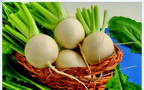turnip怎么保存不发芽_turnip和萝卜区别-第1张图片-山城妙识 turnip怎么保存不发芽_turnip和萝卜区别-第1张图片-山城妙识