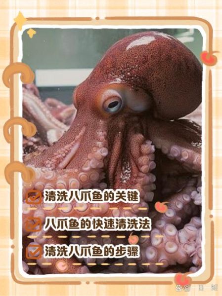 八爪鱼怎么清洗_八爪鱼内脏在哪-第1张图片-山城妙识 八爪鱼怎么清洗_八爪鱼内脏在哪-第1张图片-山城妙识