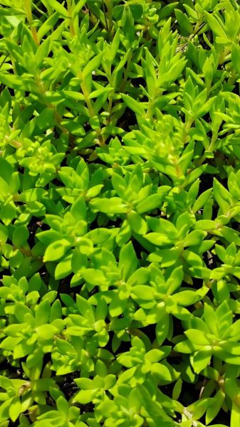 长寿菜是什么菜_长寿菜的功效与作用-第3张图片-山城妙识