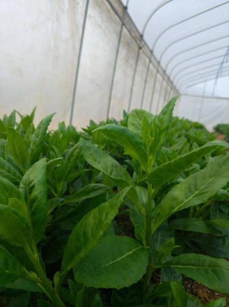 长寿菜是什么菜_长寿菜的功效与作用-第1张图片-山城妙识