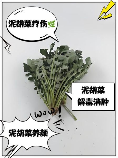 长寿菜是什么菜_长寿菜的功效与作用-第2张图片-山城妙识
