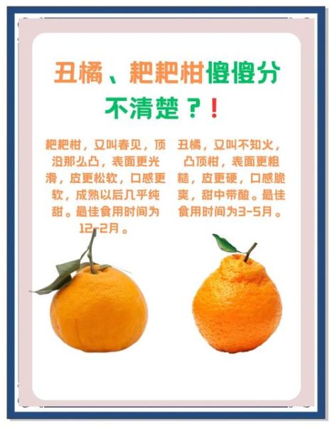 柑和橘的区别_柑和橘哪个好吃-第1张图片-山城妙识