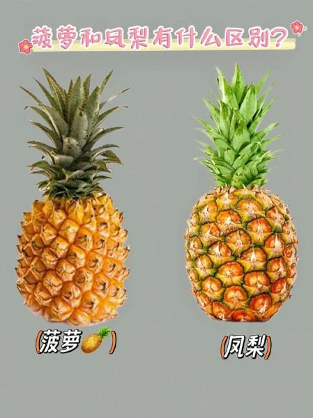 菠萝和凤梨的区别_为什么价格差那么多-第1张图片-山城妙识 菠萝和凤梨的区别_为什么价格差那么多-第1张图片-山城妙识