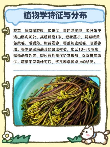猫爪菜和蕨菜的区别_哪个更好吃-第1张图片-山城妙识