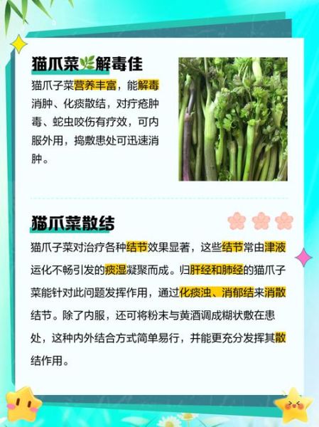 猫爪菜和蕨菜的区别_哪个更好吃-第2张图片-山城妙识