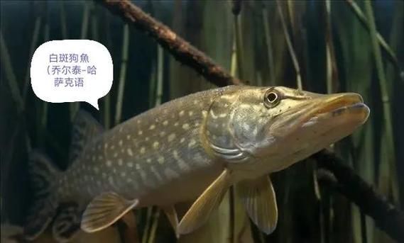 抚远鲟鳇鱼多少钱一斤_正宗产地价格行情-第1张图片-山城妙识