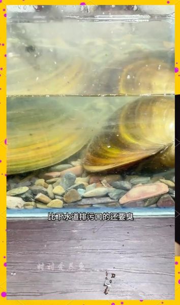 鱼缸里养了河蚌还要换水吗_河蚌对水质的影响-第1张图片-山城妙识 鱼缸里养了河蚌还要换水吗_河蚌对水质的影响-第1张图片-山城妙识