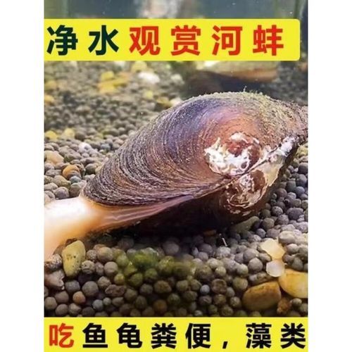 鱼缸里养了河蚌还要换水吗_河蚌对水质的影响-第3张图片-山城妙识 鱼缸里养了河蚌还要换水吗_河蚌对水质的影响-第3张图片-山城妙识