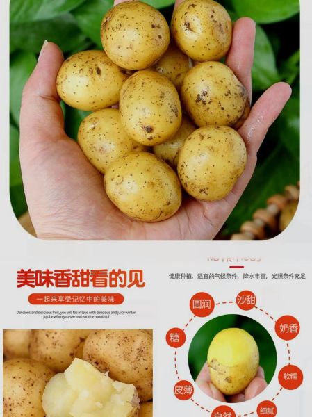 土豆批发价格哪里便宜_土豆批发进货渠道有哪些-第1张图片-山城妙识
