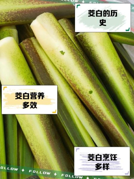 茭白在农村叫什么_茭白各地土名大全-第1张图片-山城妙识