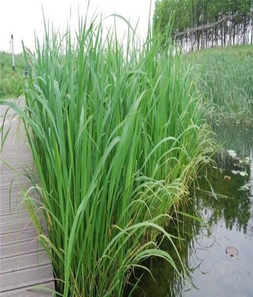 茭白在农村叫什么_茭白各地土名大全-第3张图片-山城妙识