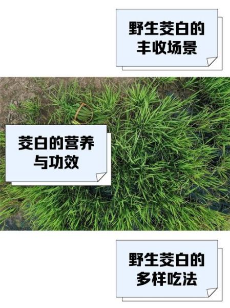 茭白在农村叫什么_茭白各地土名大全-第2张图片-山城妙识