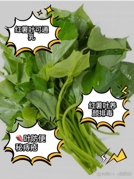 红薯叶子能吃吗_红薯叶子的营养价值-第3张图片-山城妙识 红薯叶子能吃吗_红薯叶子的营养价值-第3张图片-山城妙识