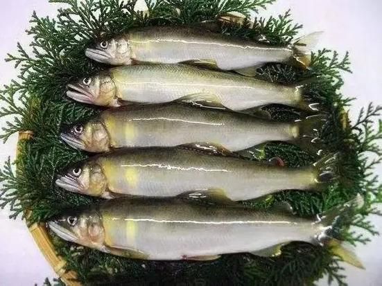 日本的香鱼是什么鱼_香鱼为什么叫香鱼-第2张图片-山城妙识 日本的香鱼是什么鱼_香鱼为什么叫香鱼-第2张图片-山城妙识