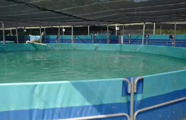 日本的香鱼是什么鱼_香鱼为什么叫香鱼-第1张图片-山城妙识 日本的香鱼是什么鱼_香鱼为什么叫香鱼-第1张图片-山城妙识