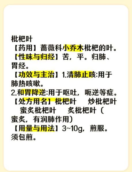 枇杷叶怎么煮水止咳_枇杷叶的功效与作用-第1张图片-山城妙识 枇杷叶怎么煮水止咳_枇杷叶的功效与作用-第1张图片-山城妙识