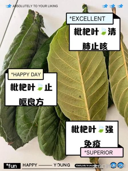 枇杷叶怎么煮水止咳_枇杷叶的功效与作用-第3张图片-山城妙识 枇杷叶怎么煮水止咳_枇杷叶的功效与作用-第3张图片-山城妙识