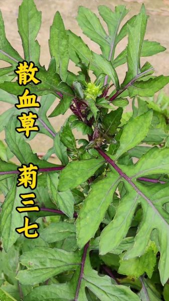 菊三七图片功效和作用_菊三七能治什么病-第1张图片-山城妙识