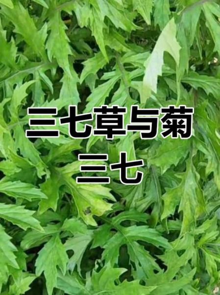 菊三七图片功效和作用_菊三七能治什么病-第2张图片-山城妙识