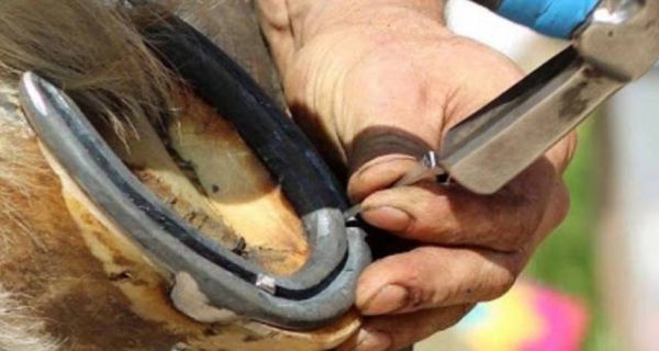 马蹄铁怎么钉上去_钉马掌全过程-第1张图片-山城妙识 马蹄铁怎么钉上去_钉马掌全过程-第1张图片-山城妙识