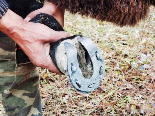 马蹄铁怎么钉上去_钉马掌全过程-第3张图片-山城妙识 马蹄铁怎么钉上去_钉马掌全过程-第3张图片-山城妙识