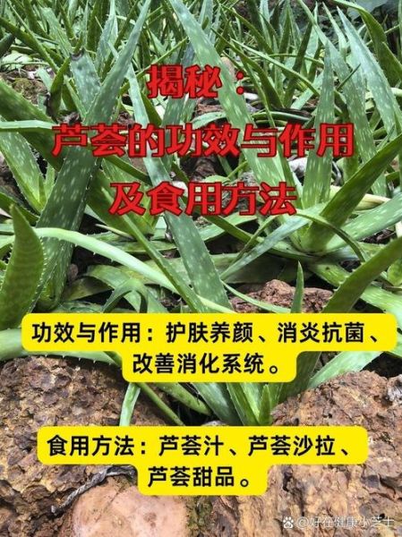 哪种芦荟可以吃_可食用芦荟图片怎么认-第3张图片-山城妙识