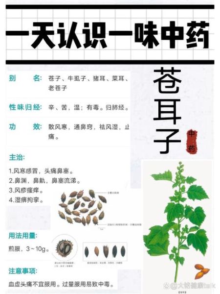 苍耳子能治鼻炎吗_苍耳子禁忌有哪些-第2张图片-山城妙识 苍耳子能治鼻炎吗_苍耳子禁忌有哪些-第2张图片-山城妙识