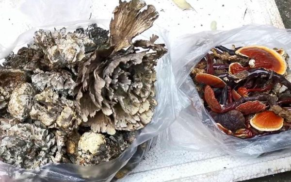 干巴菌多少钱一斤_干巴菌价格为什么这么贵-第1张图片-山城妙识