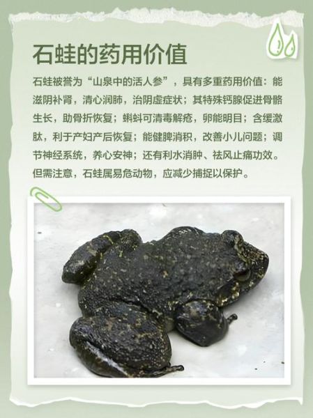 吃野生石蛙犯法吗_野生石蛙是否属于保护动物-第1张图片-山城妙识 吃野生石蛙犯法吗_野生石蛙是否属于保护动物-第1张图片-山城妙识