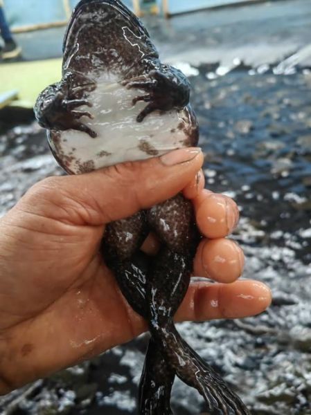 吃野生石蛙犯法吗_野生石蛙是否属于保护动物-第3张图片-山城妙识 吃野生石蛙犯法吗_野生石蛙是否属于保护动物-第3张图片-山城妙识