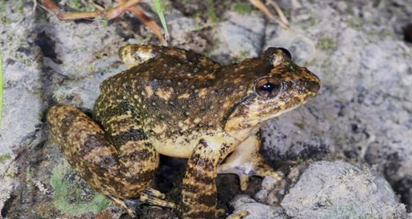 吃野生石蛙犯法吗_野生石蛙是否属于保护动物-第2张图片-山城妙识 吃野生石蛙犯法吗_野生石蛙是否属于保护动物-第2张图片-山城妙识