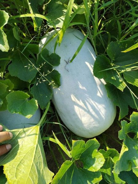 冬瓜图片可爱_冬瓜为什么看起来萌萌哒-第3张图片-山城妙识