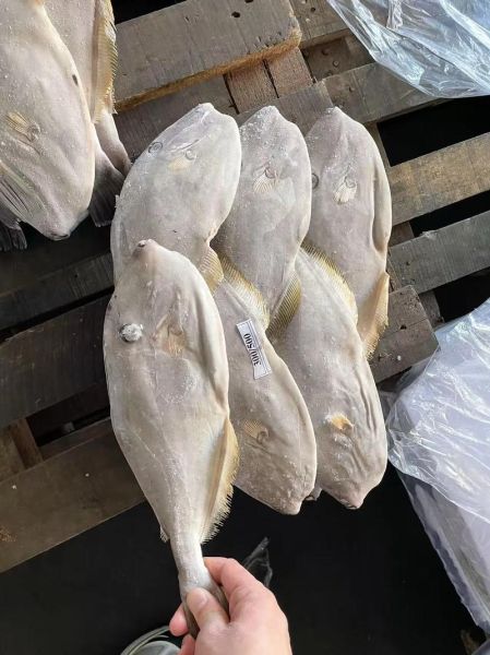 马面鱼多少钱一斤_马面鱼价格为什么便宜-第1张图片-山城妙识