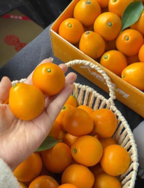 小金桔怎么吃_小金桔的吃法大全-第2张图片-山城妙识 小金桔怎么吃_小金桔的吃法大全-第2张图片-山城妙识