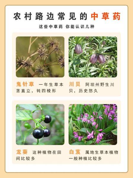路边常见草药有哪些_如何辨别100种草药-第1张图片-山城妙识