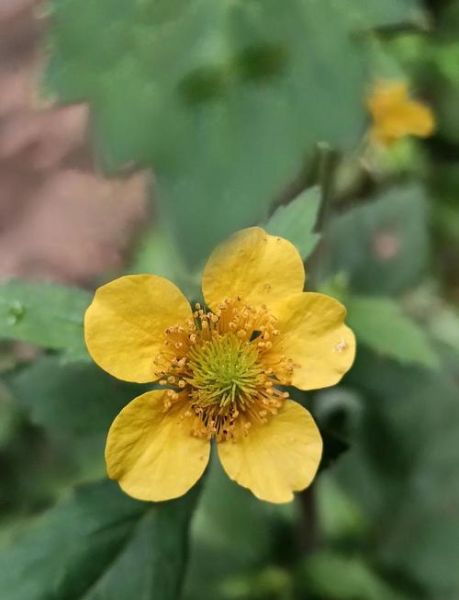 路边常见草药有哪些_如何辨别100种草药-第3张图片-山城妙识