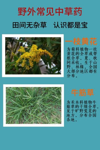 路边常见草药有哪些_如何辨别100种草药-第2张图片-山城妙识