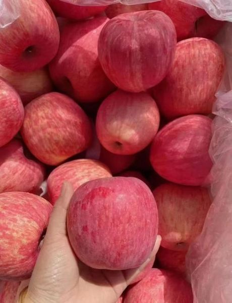 苹果有哪些品种_哪种苹果最好吃-第1张图片-山城妙识