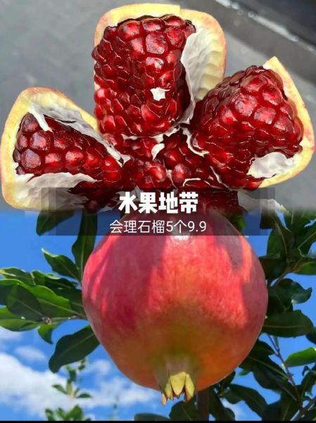 石榴视频app进入窗口下载_石榴视频安全吗-第3张图片-山城妙识